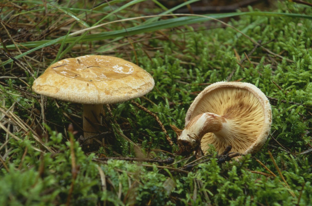 Krowiak podwinięty. Ten trujący grzyb, w latach 80. lądował w koszykach ...
