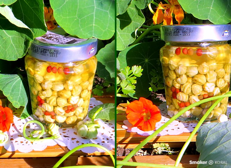 Polskie kapary, marynowane owoce nasturcji