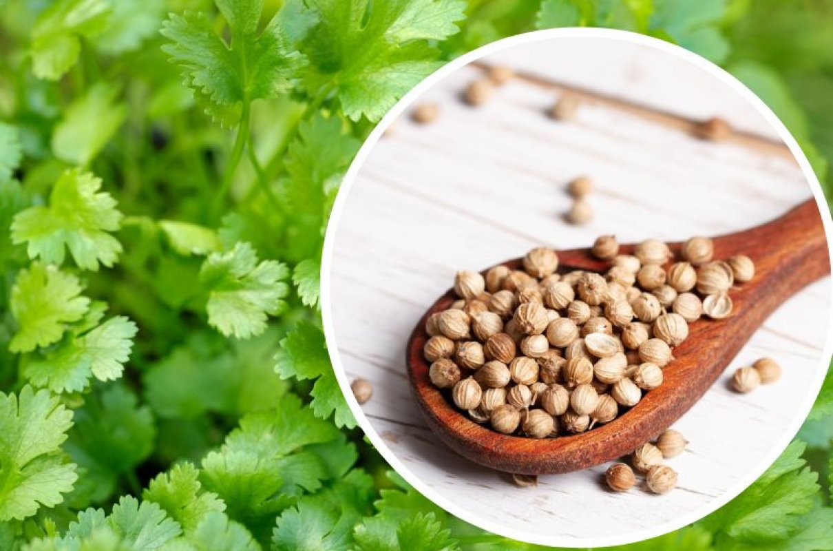 Do czego stosować kolendrę? Właściwości i wartości odżywcze zioła