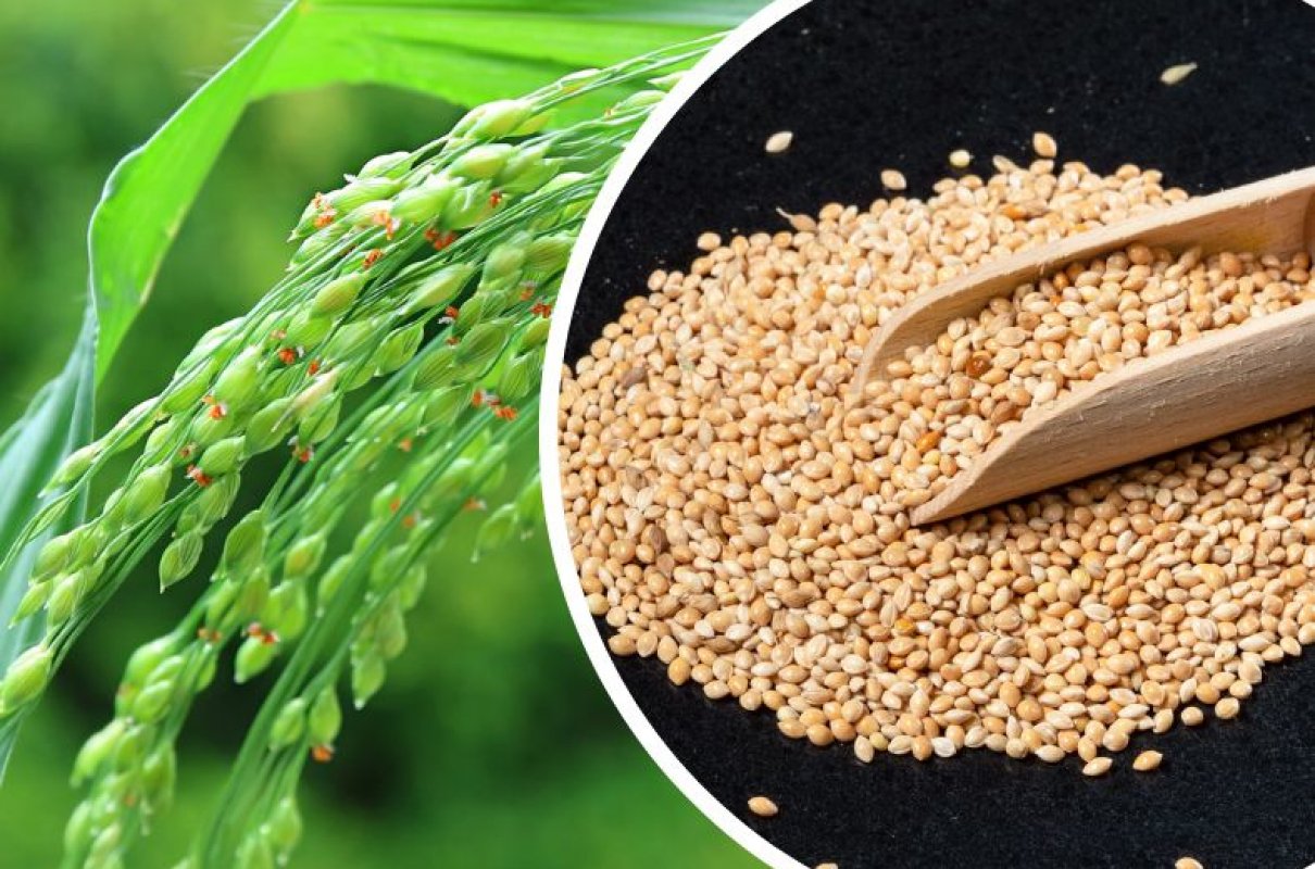 Proso - charakterystyka, właściwości zdrowotne, jak gotować?