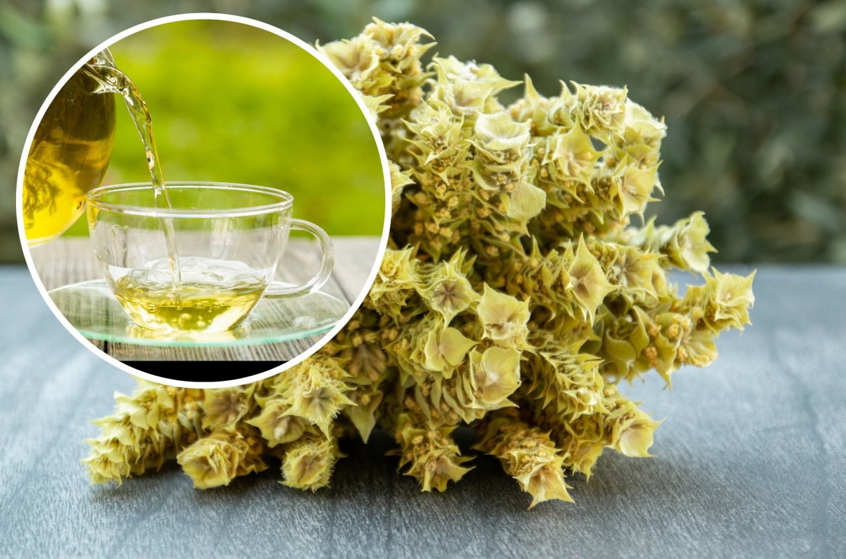 Jak zrobić herbatę z gojnika?