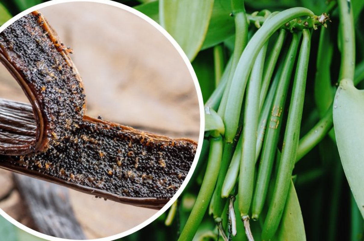 Jakie właściwości ma wanilia? Przepis na domowy cukier waniliowy