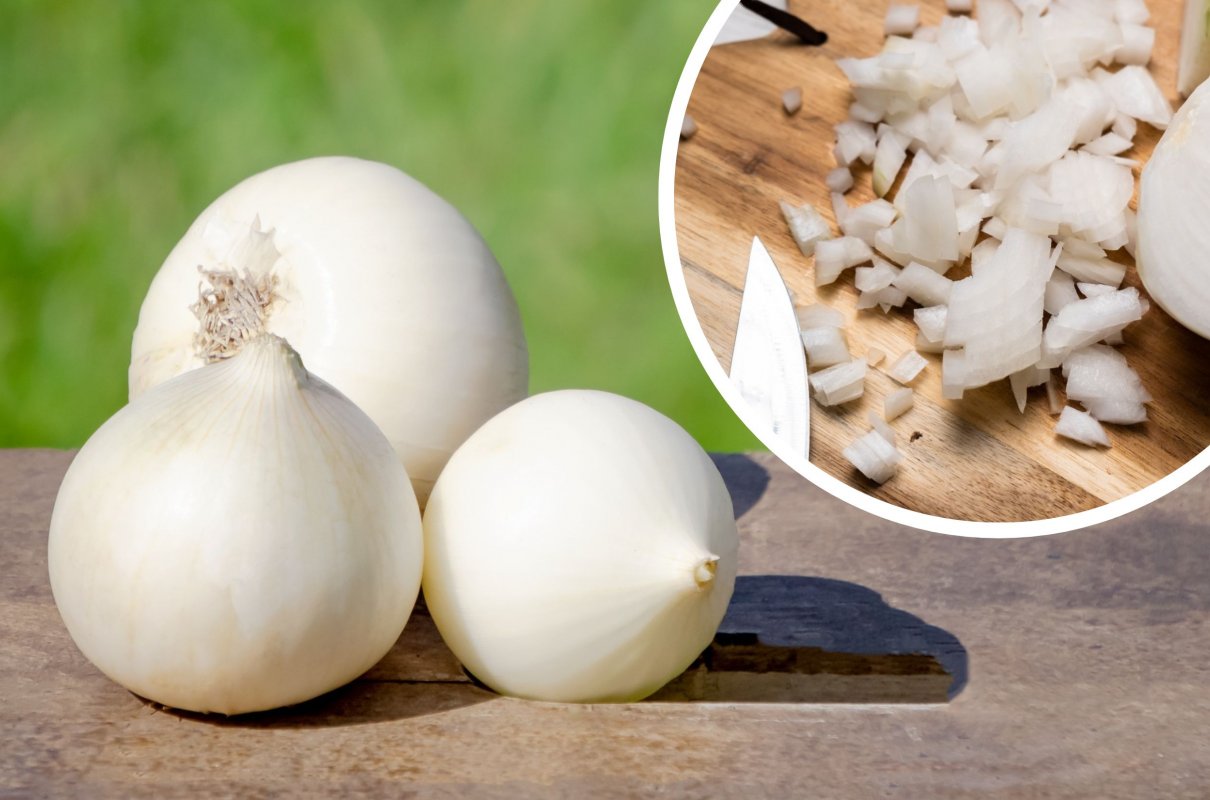 Cebula cukrowa - właściwości i zastosowanie