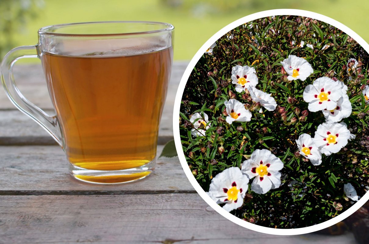 Jakie właściwości ma czystek? Jak parzyć czystek?