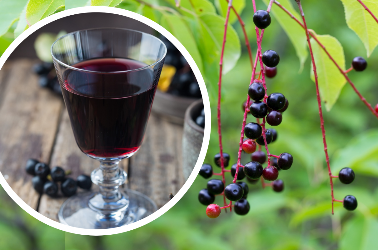 Jakie właściwości mają owoce czeremchy? Nalewka i wywar z kory czeremchy – na co pomaga?