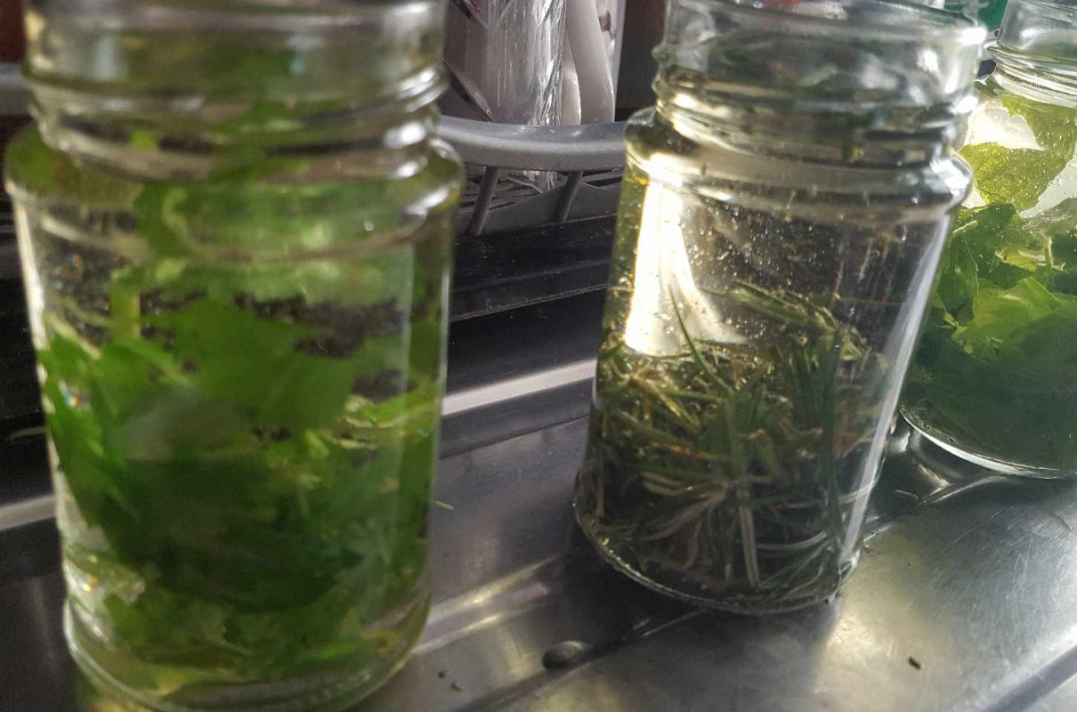 Maceraty na zimę - Przyprawa i remedium lecznicze jednocześnie