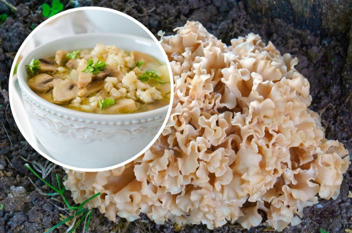 Grzyb kozia broda - walory smakowe i właściwości. Co zrobić z koziej brody?