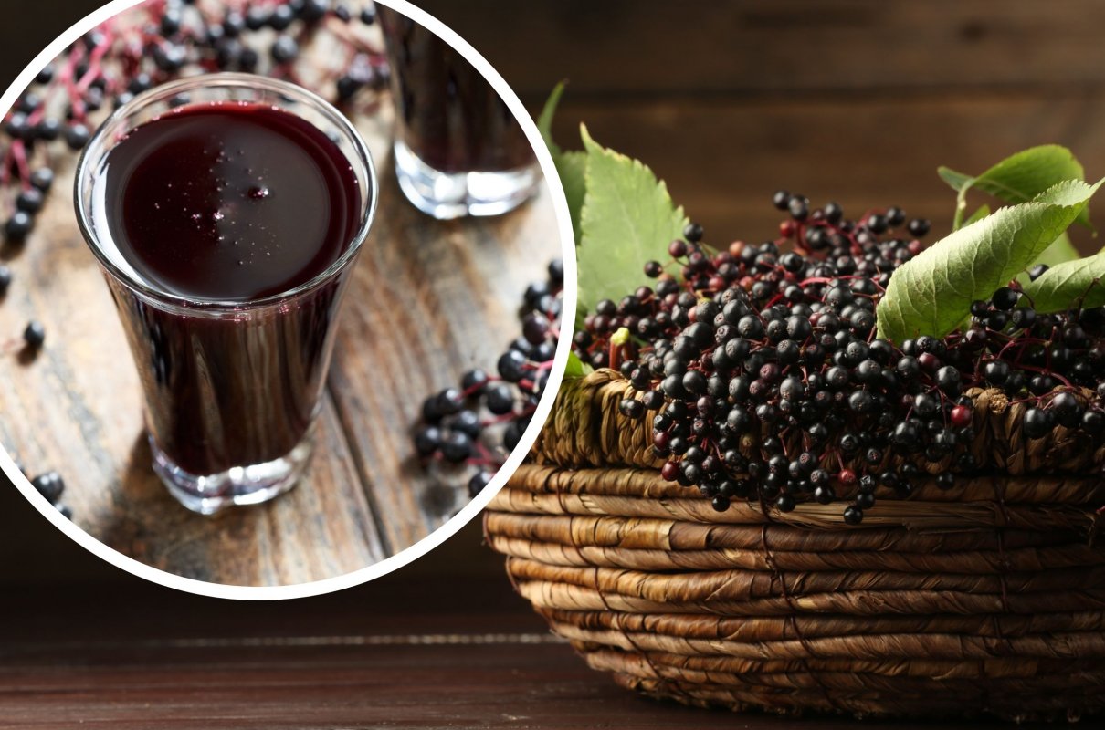 Owoce czarnego bzu – wartości odżywcze. Jakie właściwości mają owoce ...