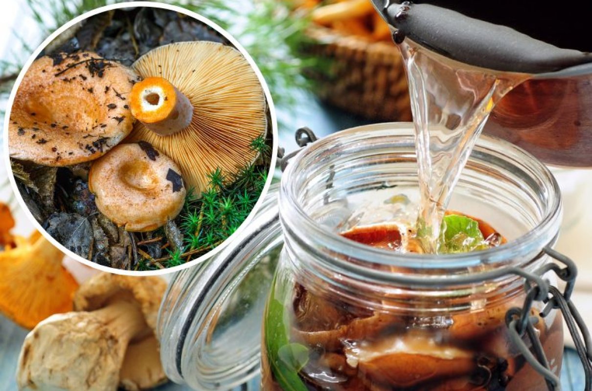 Jak wygląda rydz? Nie pomyl go z dwoma trującymi grzybami