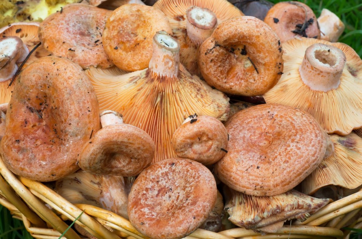 Jak czyścić rydze?